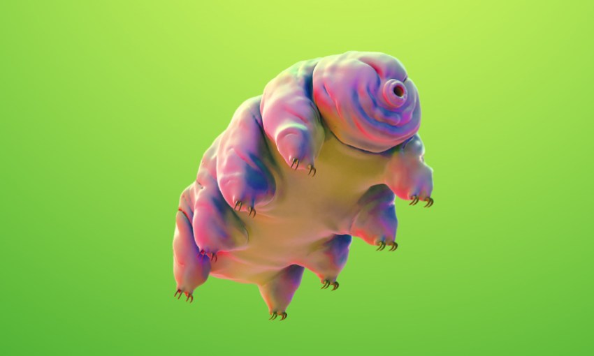 Moss Piglet - CityMag